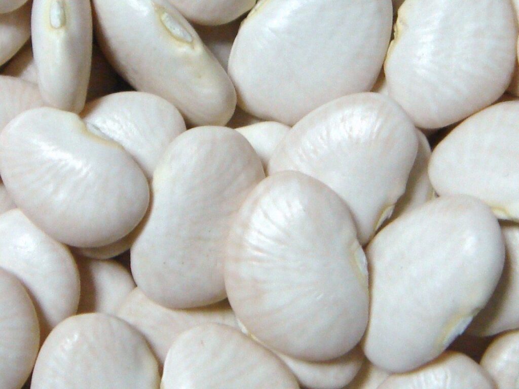 POROTO PALLARES GRANDE x 5 kg - Mayorista de Legumbres